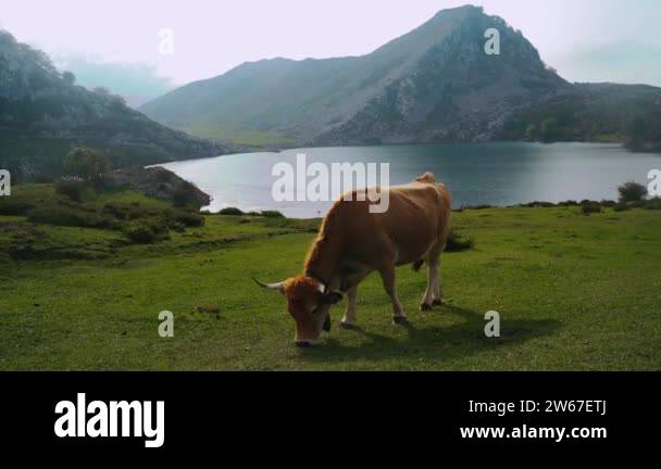 Aubrac beef cow in Stock Videos & Footage - HD and 4K Video Clips - Alamy