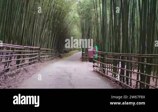 Secret bamboo Stock Videos & Footage - HD and 4K Video Clips - Alamy