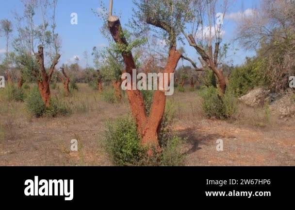 Deadly olive tree disease across Europe. Olive plantation in Italy ...