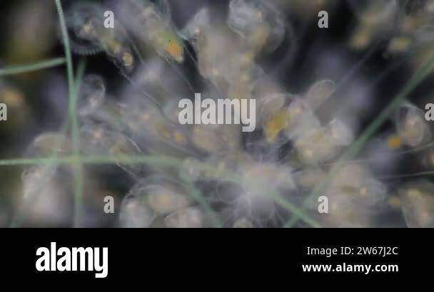 The rotifers commonly called wheel animals or wheel animalcules, make ...