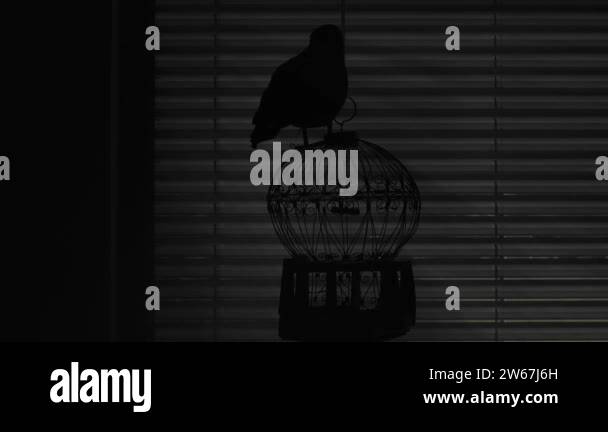 Silhouette raven Stock Videos & Footage - HD and 4K Video Clips - Alamy