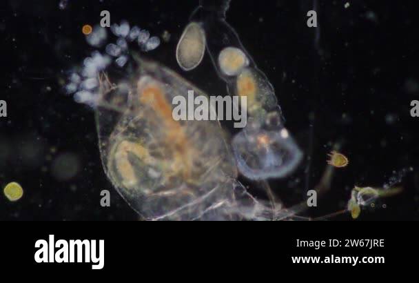 The rotifers commonly called wheel animals or wheel animalcules, make ...