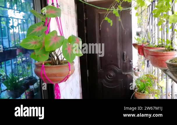 Asian coin plant in the jungle, medicinal tree, homeopathy, herbal ...