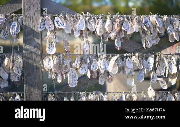 Cyan shells Stock Videos & Footage - HD and 4K Video Clips - Alamy