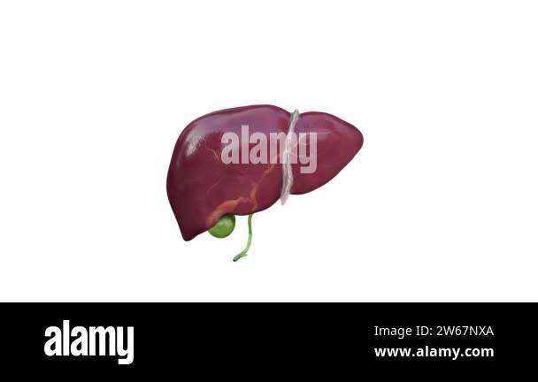 Human liver isolated on white background. Internal organ. Gallbladder ...