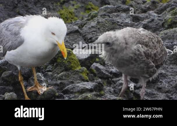 Lari laridae Stock Videos & Footage - HD and 4K Video Clips - Alamy