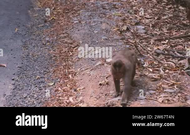 Group of baboons walking across road, GOA, Surla, India Stock Video ...