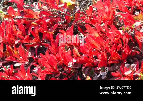 Wind shaking leaves plants in Stock Videos & Footage - HD and 4K Video ...