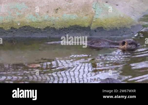 Nutria swim in the water. Wild animals. Nutria leads a semi-aquatic ...