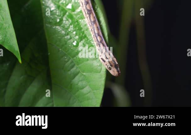Python Pythonidae Stock Videos And Footage Hd And 4k Video Clips Alamy