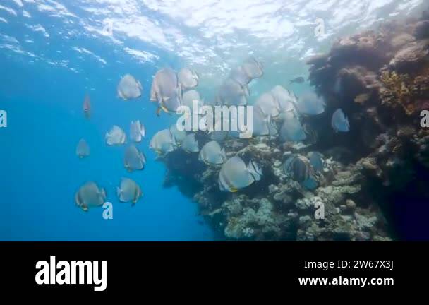 Fringing reef Stock Videos & Footage - HD and 4K Video Clips - Alamy