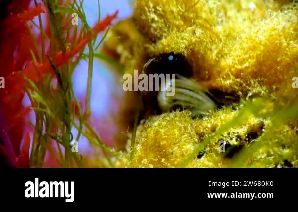 Crustacean Balanus sp. catches plankton among algae, Black Sea Stock ...