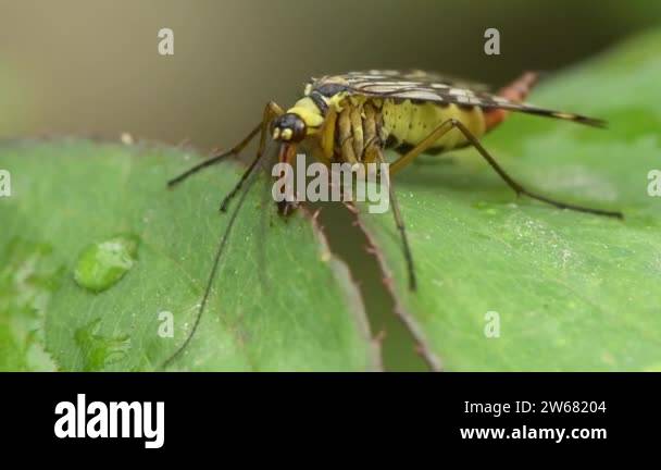 Panorpa communis common scorpion Stock Videos & Footage - HD and 4K ...