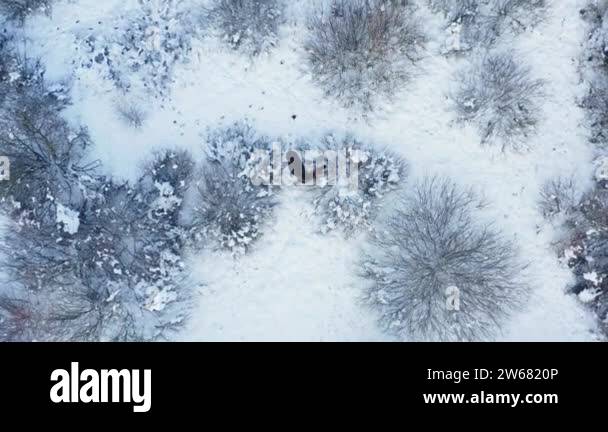 Bull elk winter Stock Videos & Footage - HD and 4K Video Clips - Alamy