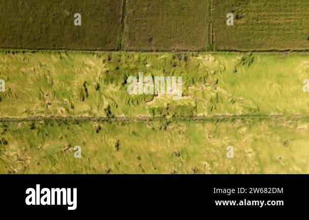 A photograph of grass field and rice from a bird's eye view, the rice ...