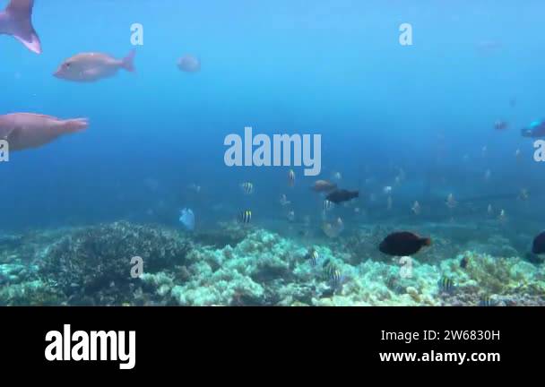 Coral Garden With Tropical Fish In Kri Island, Raja Ampat. Underwater ...