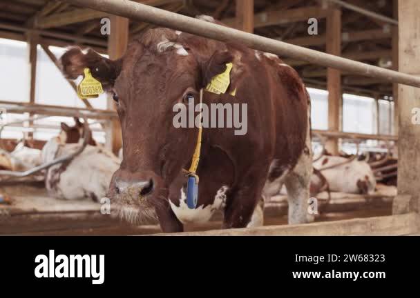Cow collar for identification Stock Videos & Footage - HD and 4K Video ...