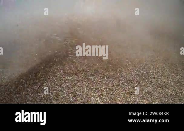 Cloud of dust, Cutting of the dry grass with thresher machine. Dry ...
