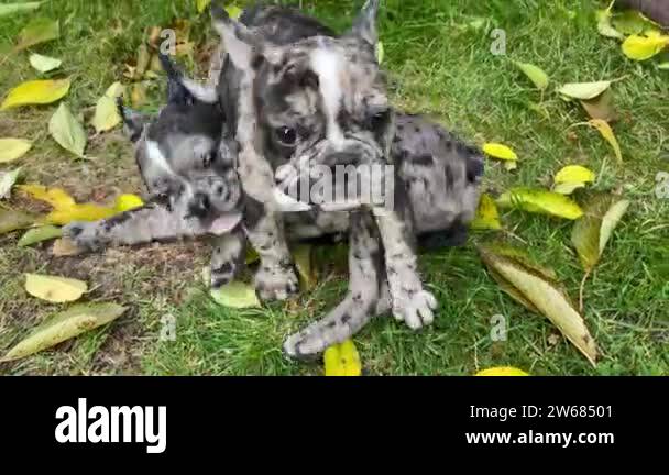 French merle Stock Videos & Footage - HD and 4K Video Clips - Alamy
