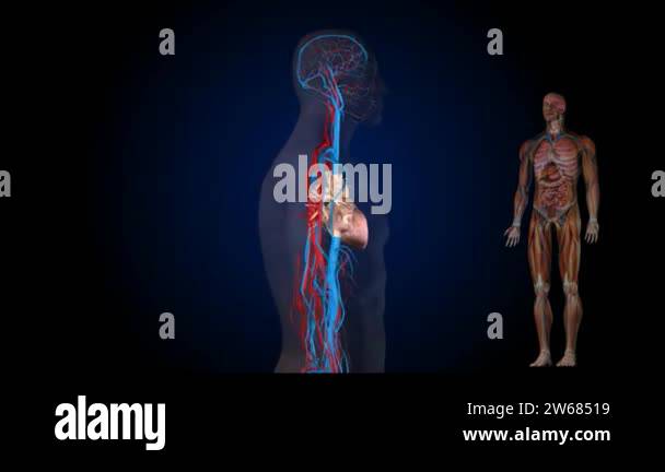 Human circulation system Stock Videos & Footage - HD and 4K Video Clips ...