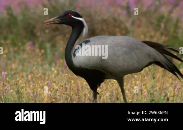 White crane long neck Stock Videos & Footage - HD and 4K Video Clips ...