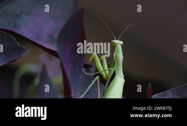 European mantis head Stock Videos & Footage - HD and 4K Video Clips - Alamy