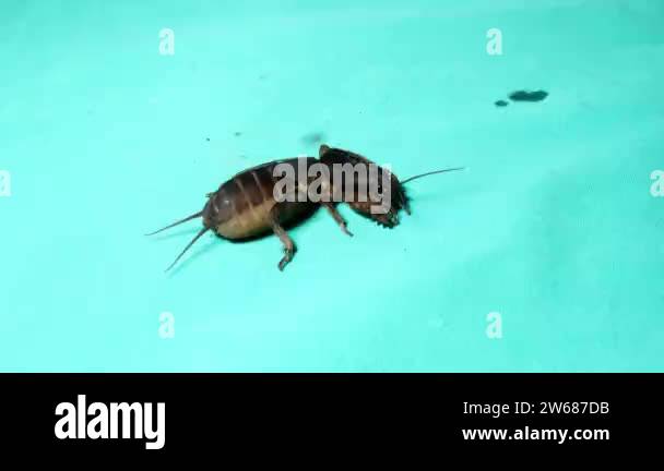 mole cricket isolated (Gryllotalpidae).mole cricket on green background ...