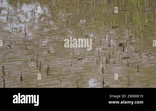 Air breathing roots Stock Videos & Footage - HD and 4K Video Clips - Alamy