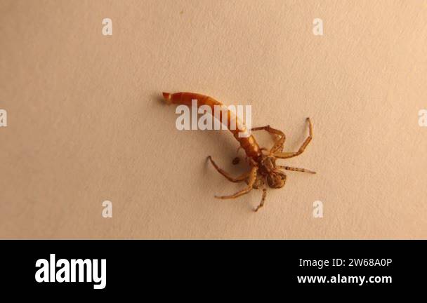 Spider crab larva Stock Videos & Footage - HD and 4K Video Clips - Alamy