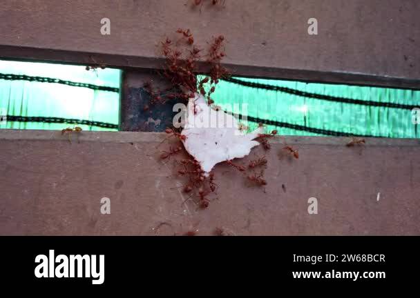 A colony of ants carry a piece of ham up the fence along the wall to ...