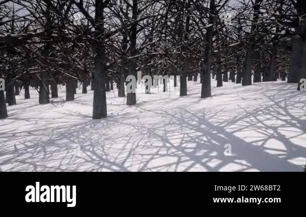 Misty winter scene frozen Stock Videos & Footage - HD and 4K Video ...
