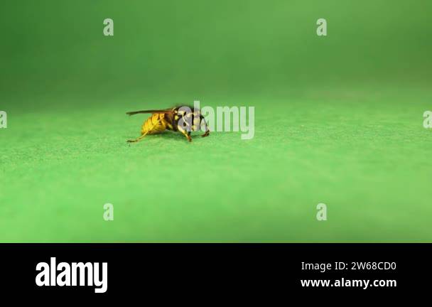 European wasp on green background. Also called yellow hornet, German ...