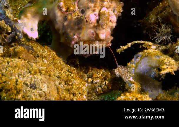 Clownfish (Antennariidae) is a family of ray-finned fish from the order ...