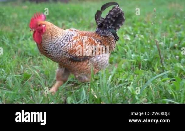 Strutting rooster Stock Videos & Footage - HD and 4K Video Clips - Alamy