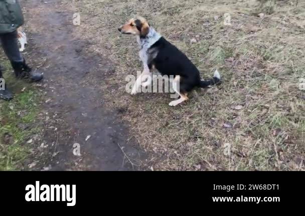 Dog walking front legs Stock Videos & Footage - HD and 4K Video Clips ...