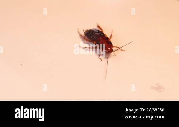 Nymph cockroaches Stock Videos & Footage - HD and 4K Video Clips - Alamy