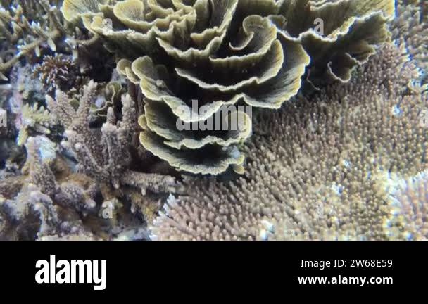 Underwater View Of Colorful Coral Garden With Tropical Fish In Kri ...