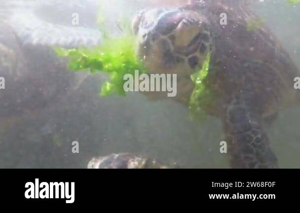 Giant Sea Turtles Swim Underwater and Eat Algae in Natural Aquarium ...