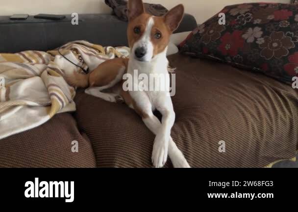 Dog basenji Stock Videos & Footage - HD and 4K Video Clips - Alamy