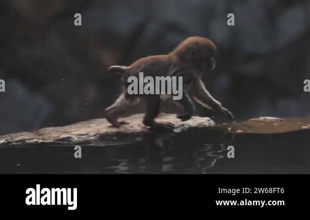 Tracking shot of adorable baby Japanese monkey running along stone ...