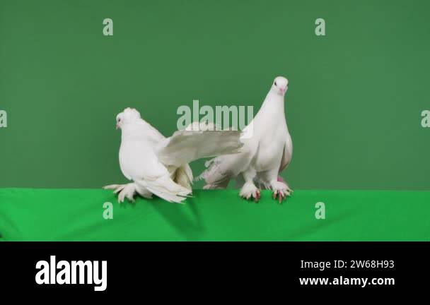 Two adorable white doves with beautiful plumage sit next to each other ...