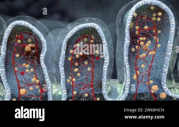 Closeup shot of intestines in depth of field villi wriggling with ...