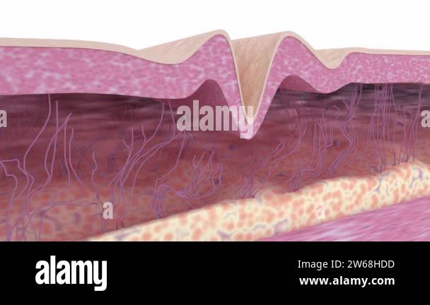 Elastic fibers Stock Videos & Footage - HD and 4K Video Clips - Alamy