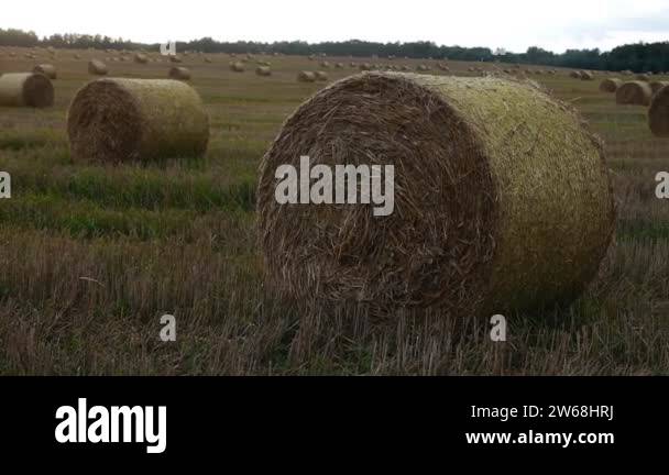 Traditional hay house Stock Videos & Footage - HD and 4K Video Clips ...