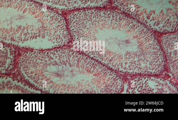 Testicular tissue under the microscope 100x Stock Video Footage - Alamy