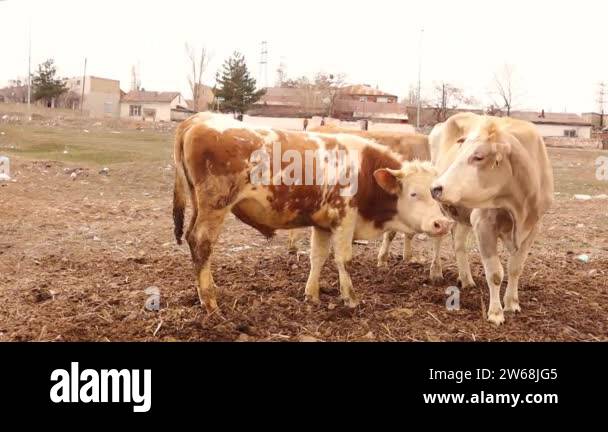 These cow and calf are raised freely in the countryside. Young boy ...