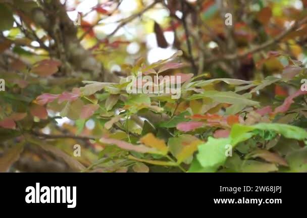 Schleichera oleosa (Also called gum-lac tree, Indian lac, Malay lac ...
