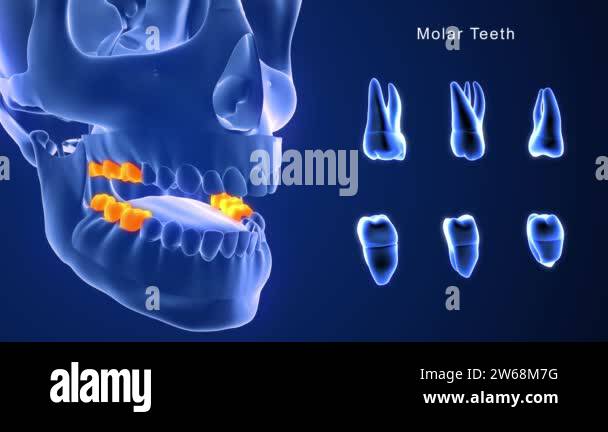 Human teeth anatomy. 3d illustration Stock Video Footage - Alamy