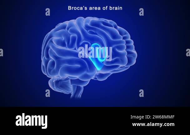 Broca’s area Stock Videos & Footage - HD and 4K Video Clips - Alamy