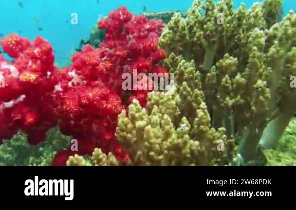 Underwater Swimming Near Coral Garden With Tropical Fish In Kri Island ...